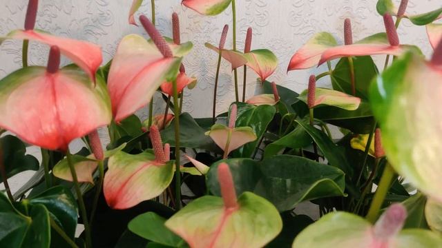 Цветы Вместе - Антуриум Экзота Anthurium Exota обзор 14/45