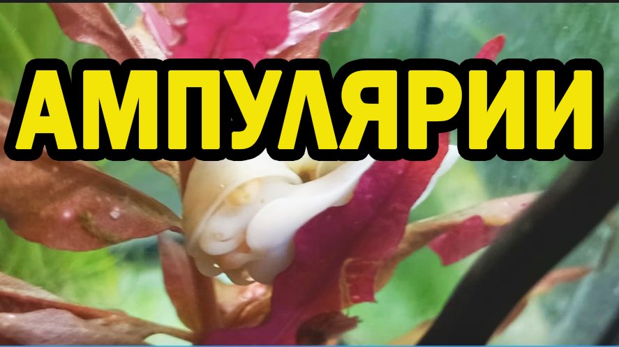 Ампулярии, содержание, разведение