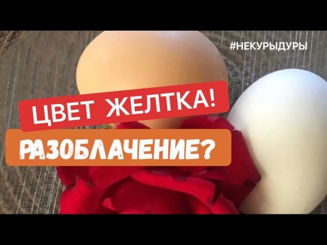 Про яйца. От чего зависит цвет яичного желтка. Кормление кур несушек.