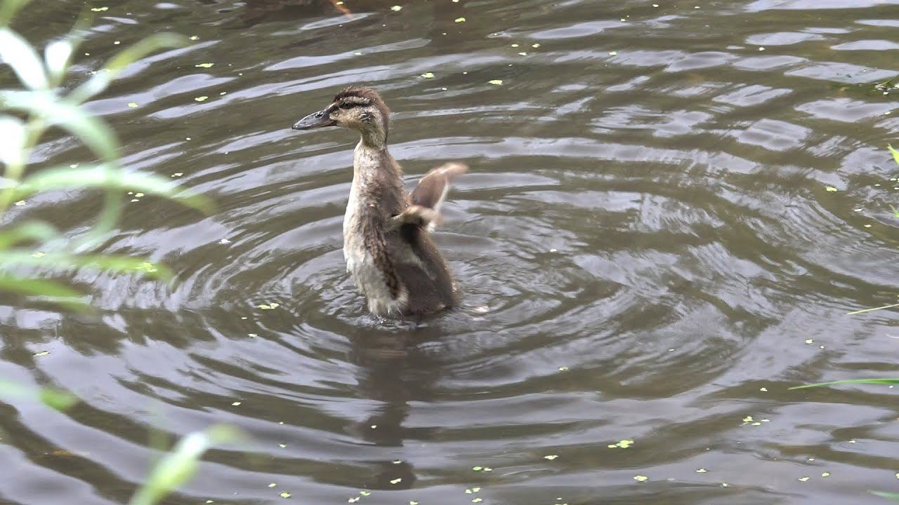 Утята 2 - 3 недели. Уже сами приплывают, чтоб покормили