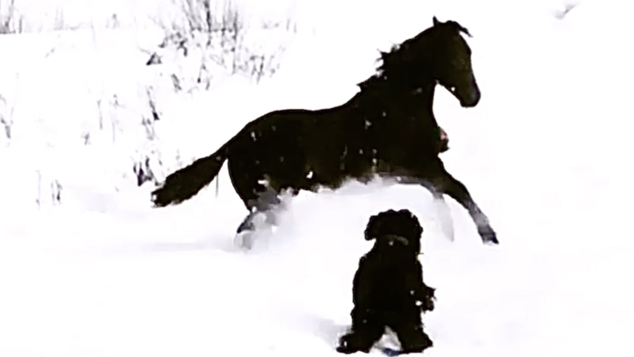Собака и Лошадь играют вместе - Чёрный русский терьер Лотос и жеребёнок Люся