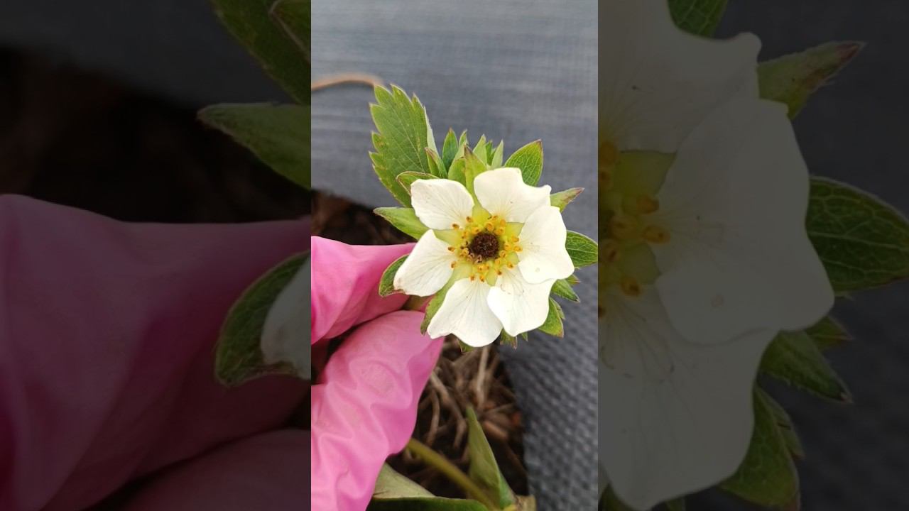 Что означает чёрная серединка?