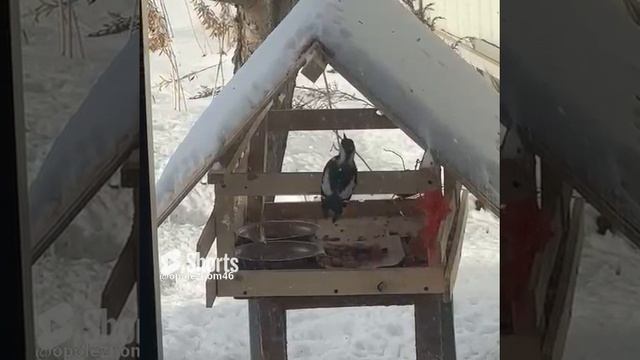 ❗Дятел прилетел проверить кормушку❗ #shortvideo #птицы #shortsvideo #зима #short #shorts #nature