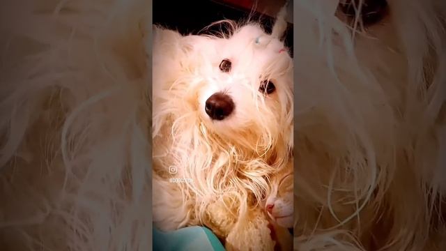 Что означают имена ваших пушистиков?