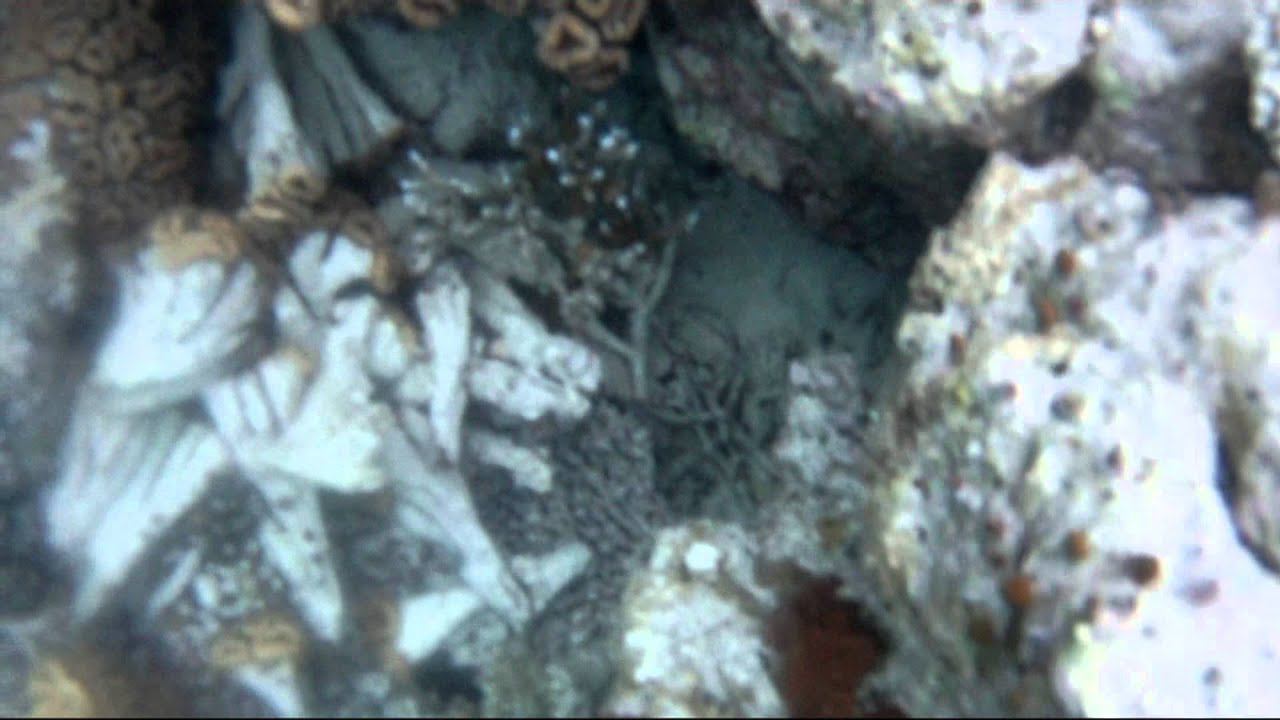 Vilamendhoo, Maldives. Vol.13