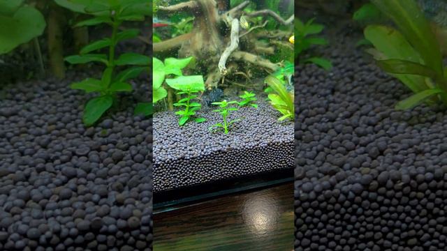 сомик вышел покушать