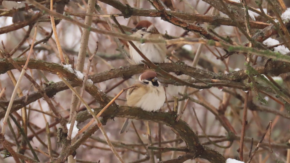 Полевые воробьи, лазоревки, большие синицы, коноплянки, щегол зимой в природе