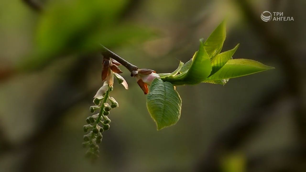 Весенний ролик | Библия и природа