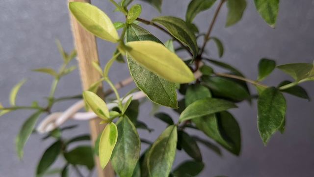 Мирт Вариегатный крупнолистный 2