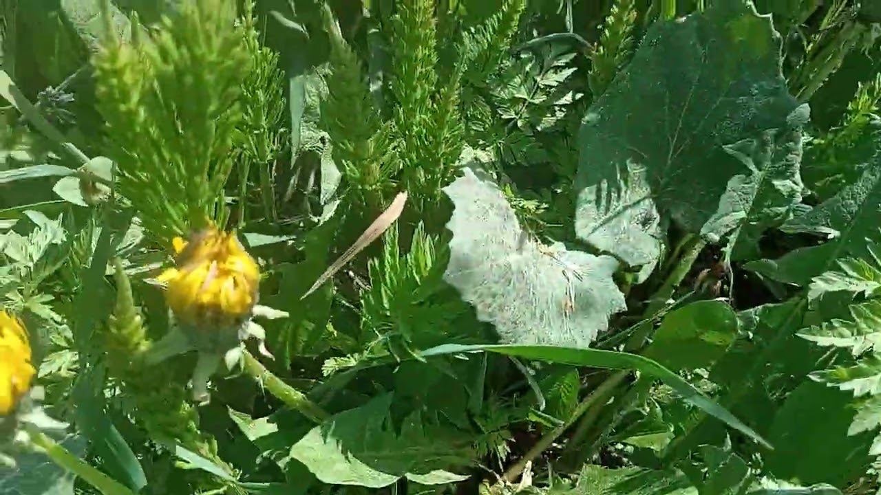 Сбор мать-и-мачехи и полевого хвоща.