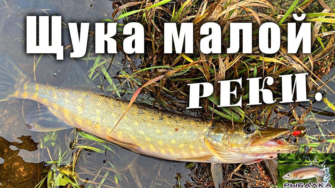 Щука малой реки. Рыбалка в Ленинградской области. Октябрь 2021г.