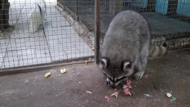 Зоопарк"Завет Ленина", Енот за обедом.
