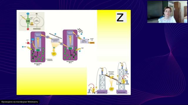 Биология ЕГЭ Суркова О.Н. 25.04.22.mp4