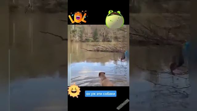 ох уж эти собаки