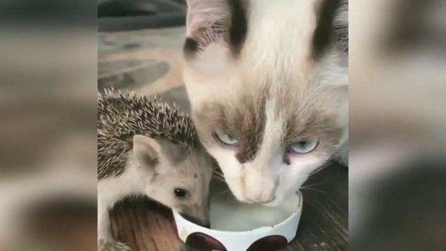 Смешные Коты Приколы С Котами про Котов