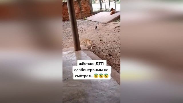 Самые смешные животные / Приколы с котами и собаками(# 62)#Shorts