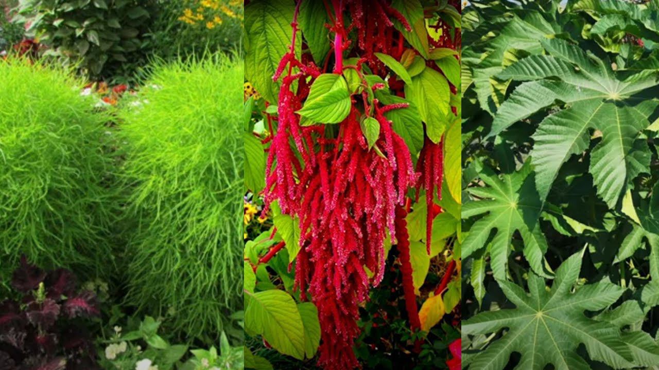 ЗА ОДИН СЕЗОН - СУПЕР КРАСИВЫЙ САД, ТРИ ОДНОЛЕТНИКА -ГИГАНТА ДЛЯ БЫСТРОГО ДЕКОРА САДА