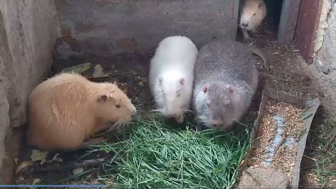 Нутрии едят траву!