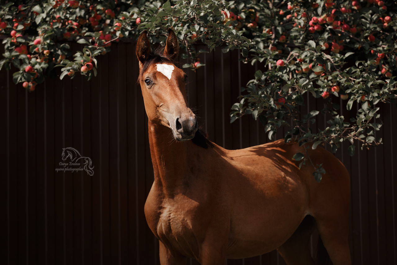 на пастбище осеннем.