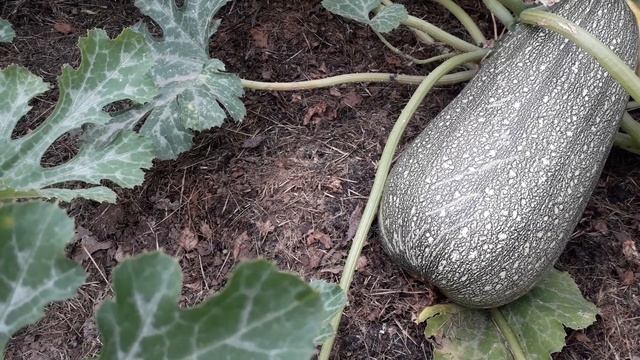 Выращиваем кабачки. Пересортица.