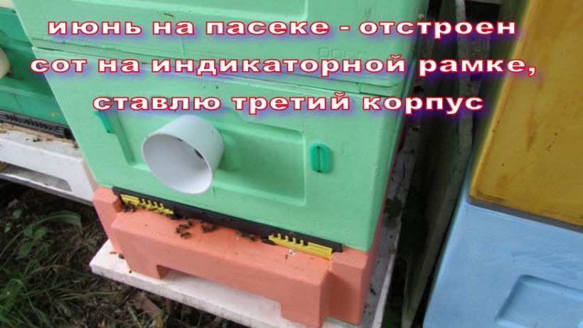 июнь на пасеке - отстроен сот на индикаторной рамке, ставлю третий корпус
