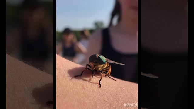 Сенгилей, июнь, 2024, спортивные сборы, неделя первая