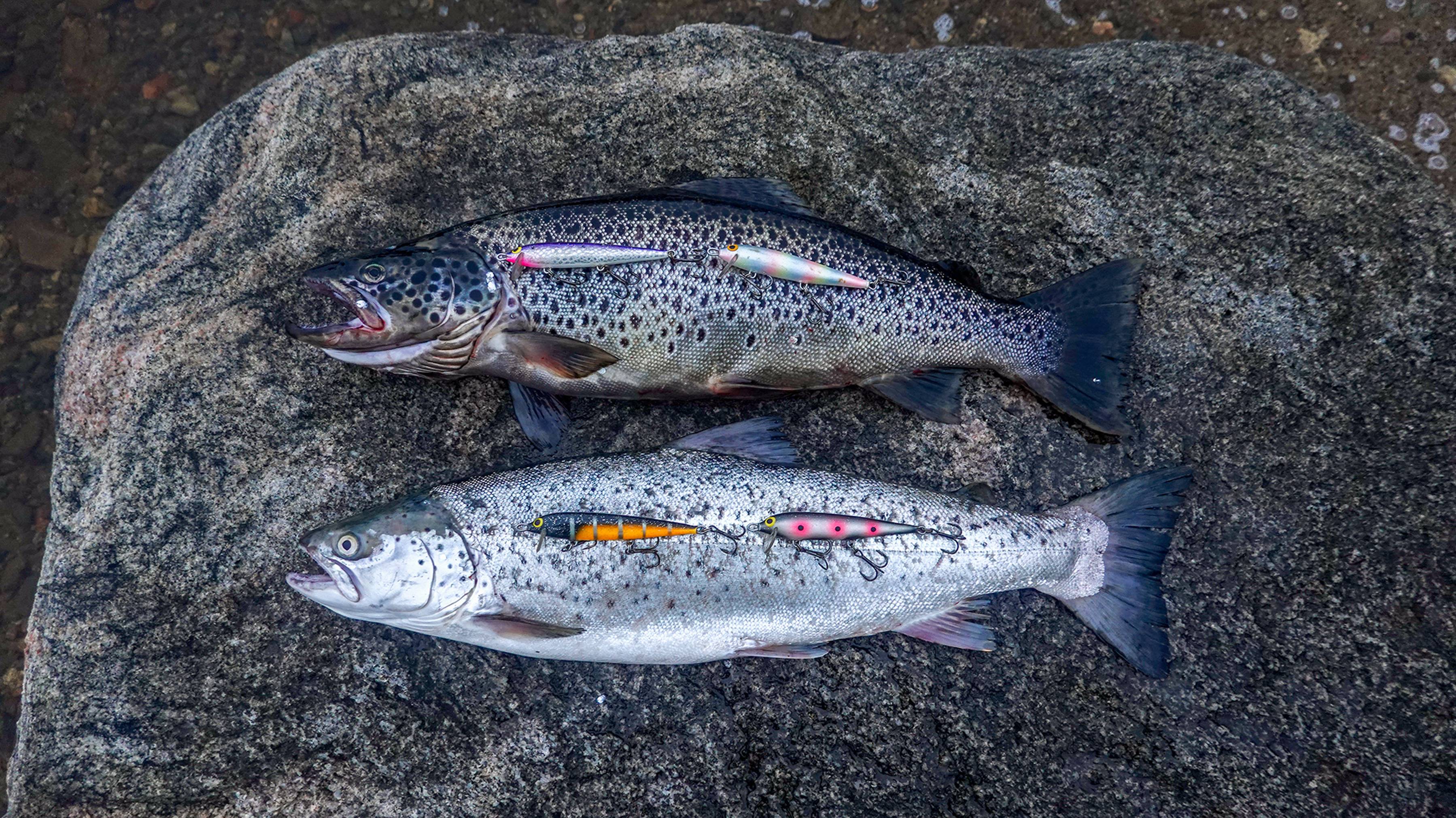 КУМЖА НА ПАЛЕЦ