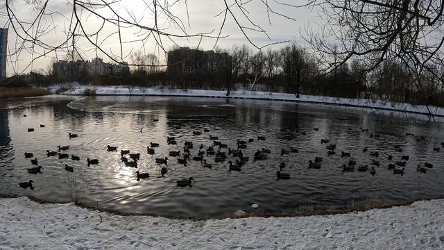Санкт-Петербург Дудергофский пруд Утки Пруда Зима и Хлеб