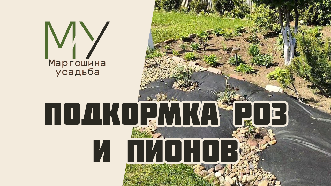 Подкормка роз и пионов