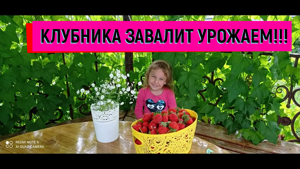 КЛУБНИКА ЗАВАЛИТ УРОЖАЕМ!#клубника#клубникауход#клубникауходвесной#клубникавесной#