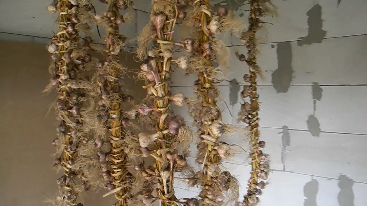 Озимый чеснок и лук (урожай)