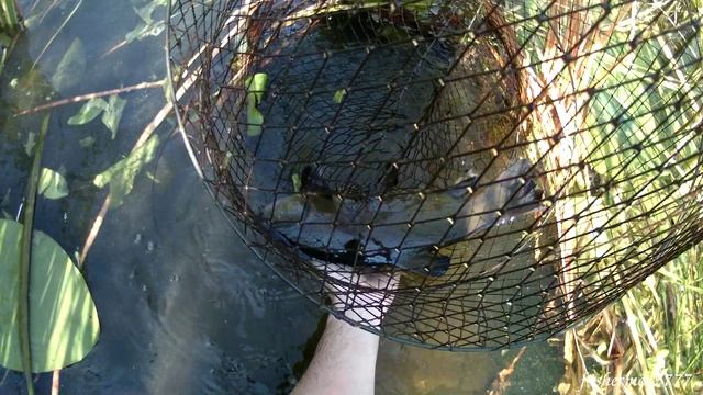 МЕРЕЖА. СЕЗОН 2020. ЛОВЛЯ КАРАСЯ, ЛИНЯ И ЩУКИ.