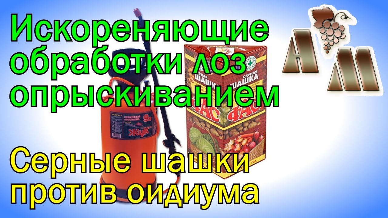 ? Осенняя искореняющая обработка винограда. Серные шашки  против оидиума в теплице