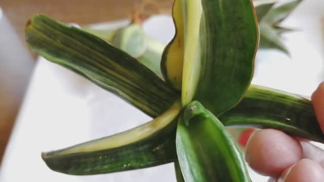 Растения из Индонезии из первой посылки - результат после обработки 29.05.2024