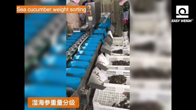 Весовой сортировщик ВЕСТАЛИНК - морской огурец