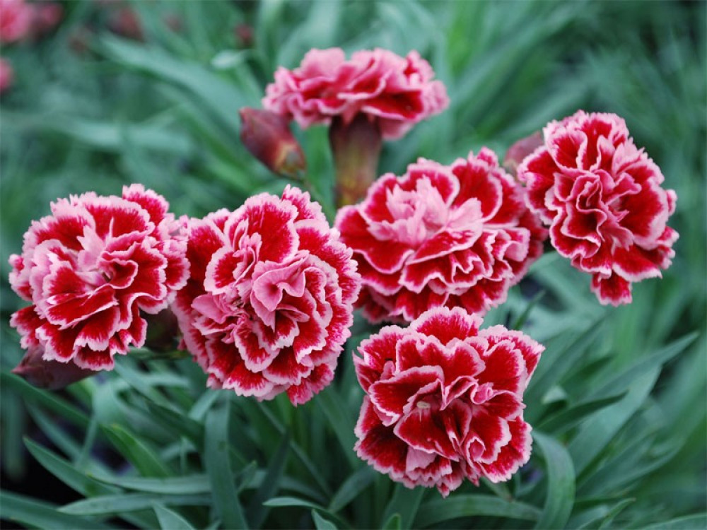 Цветок имени Светлана - гвоздика.mp4