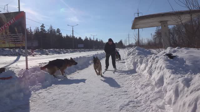 Как мы на собачках катались. Тольятти, 23 февраля 2015.