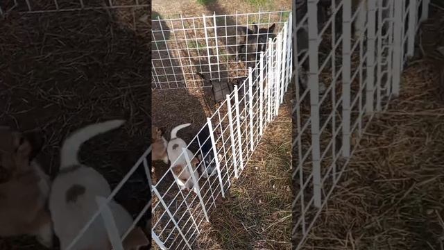 05 ноября 2023
 ″УхоЛапоХвост″ приют Новая Каховка Херсонская область Россия