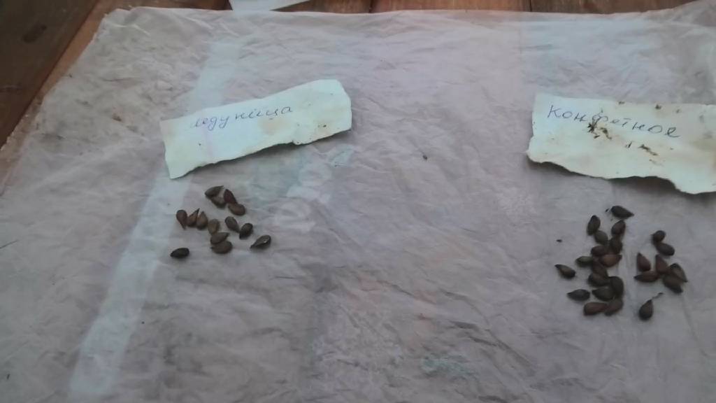 31 10-02 11 2022г посев яблонь,подкормка калием