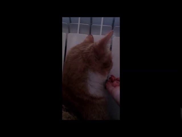 Рыжику предлагается добавка