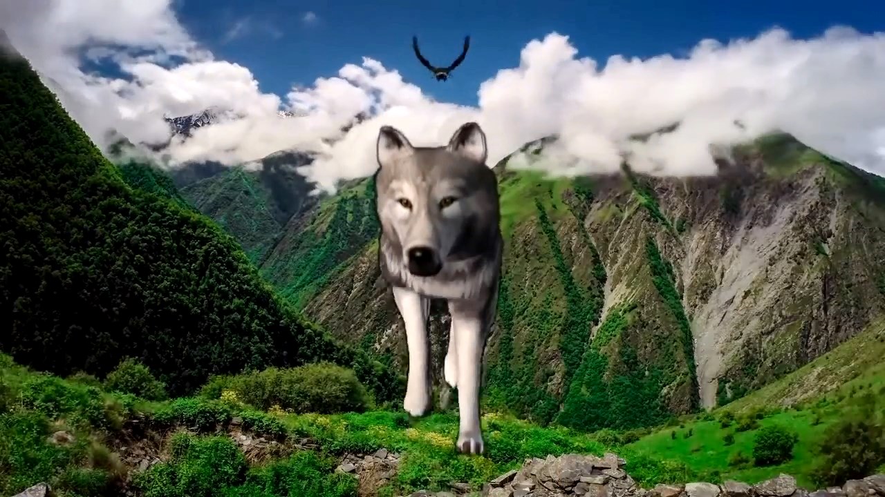 🐺  Раяна Асланбекова 🐺 Нохчи были нохчи будут нохчи есть 🐺