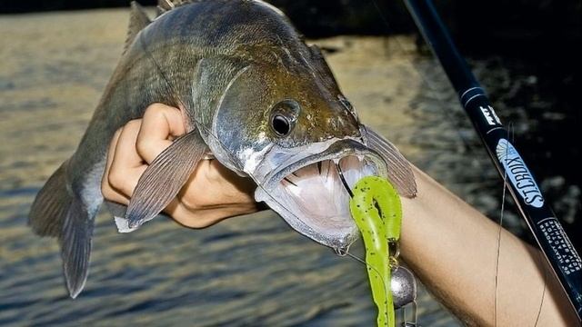 советы как поймать судака