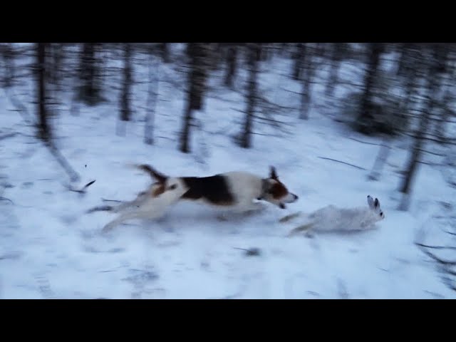 Поймала, а он вырвался...ЧУТЬ С НОГ НЕ СБИЛ! Охота на ЗАЙЦА! Сезон 2021-2022г.