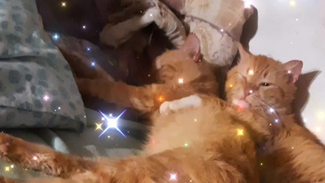 Парни отдыхают на печи...