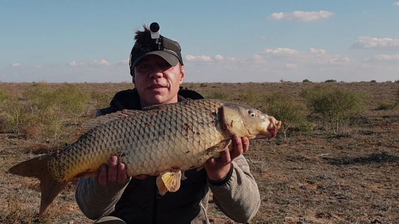 Сазан продолжает клевать на жмых. Ловля сазана на жмых в Астрахани, в октябре.