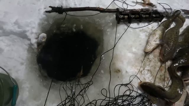 Проверка перемета на налима