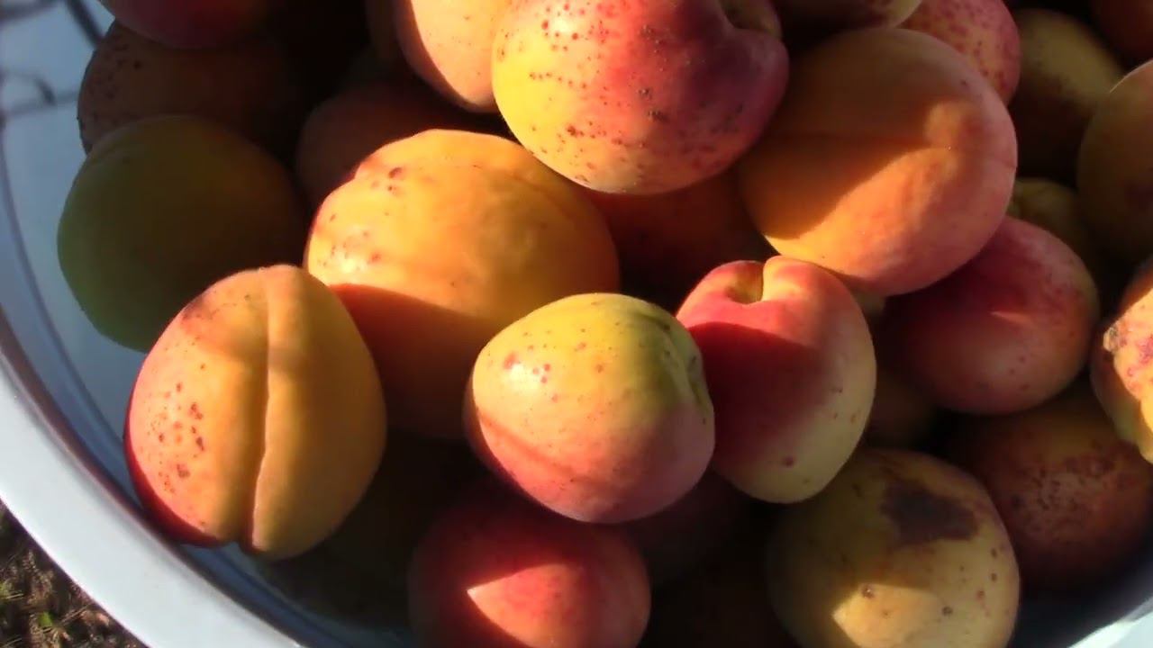 Сад для всех!