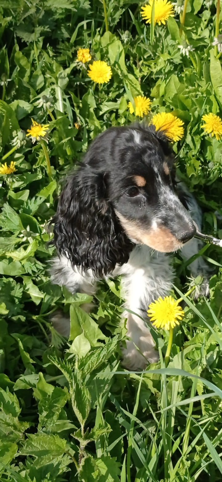 Эва помогает хозяйке.