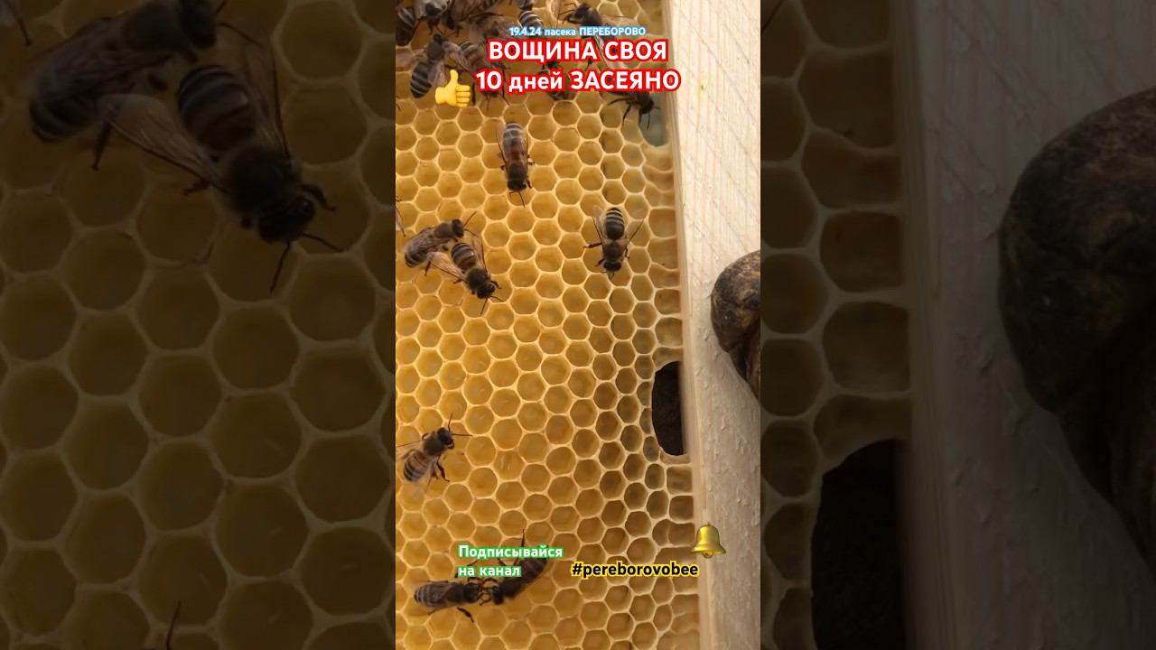 10 дней ВОЩИНА СВОЯ! ПЧЕЛОВОДСТВО! #pereborovobee #пасека #пчеловодство #воск #вощина #матковод #мёд