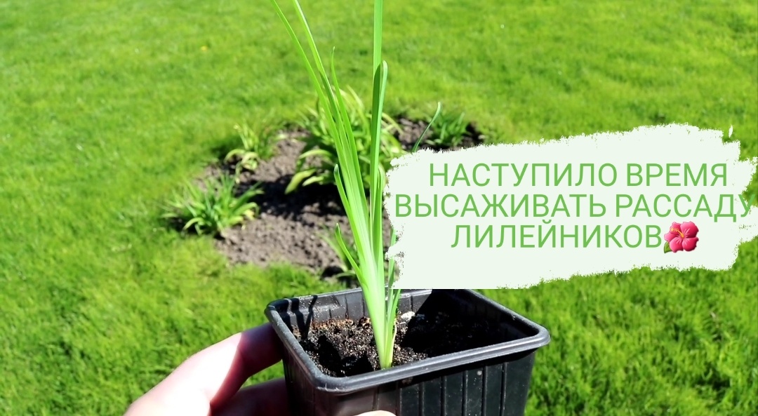 НАСТУПИЛО ВРЕМЯ ВЫСАЖИВАТЬ РАССАДУ ЛИЛЕЙНИКОВ В ОТКРЫТЫЙ ГРУНТ